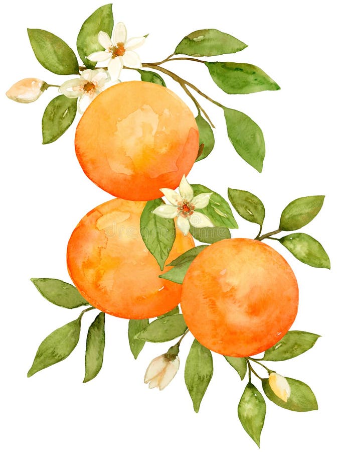 Three Oranges on Branch with Flowers and Leaves Watercolor Stock Image ...