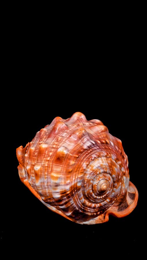 Orange Conch Sea Shell stock photo. Image of aquatic - 141348156