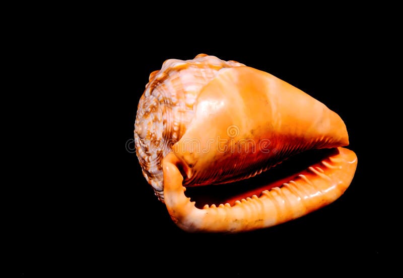 Orange Conch Sea Shell stock image. Image of shell, macro - 243501559
