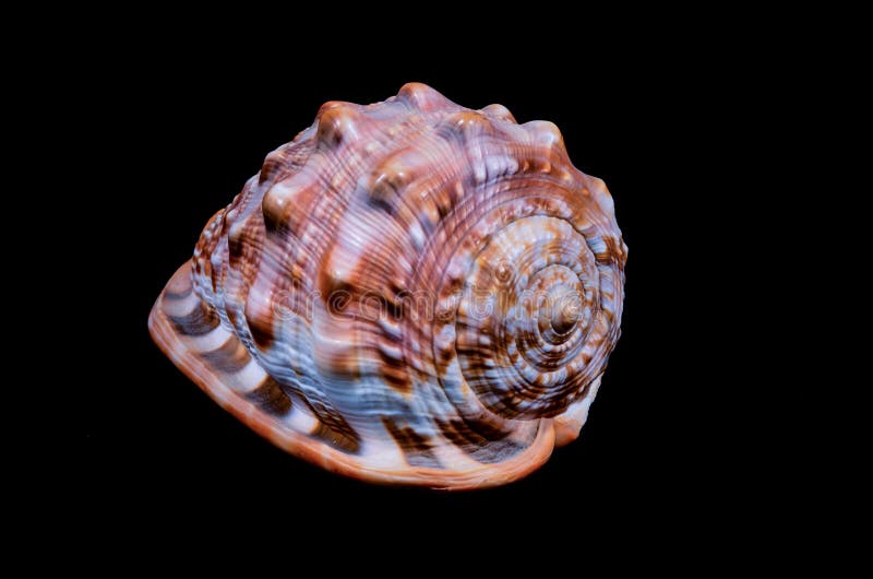 Orange Conch Sea Shell stock image. Image of life, macro - 237526289