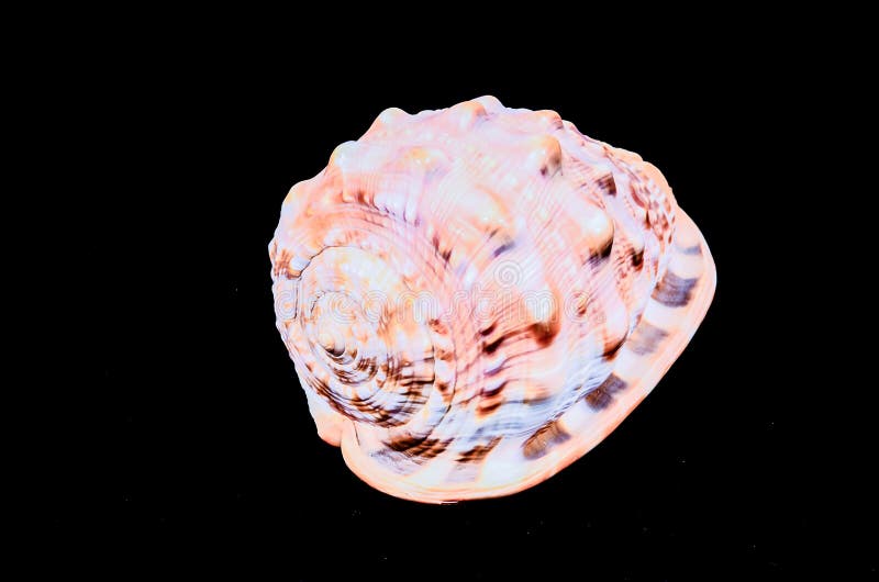 Orange Conch Sea Shell stock image. Image of shell, macro - 243501559