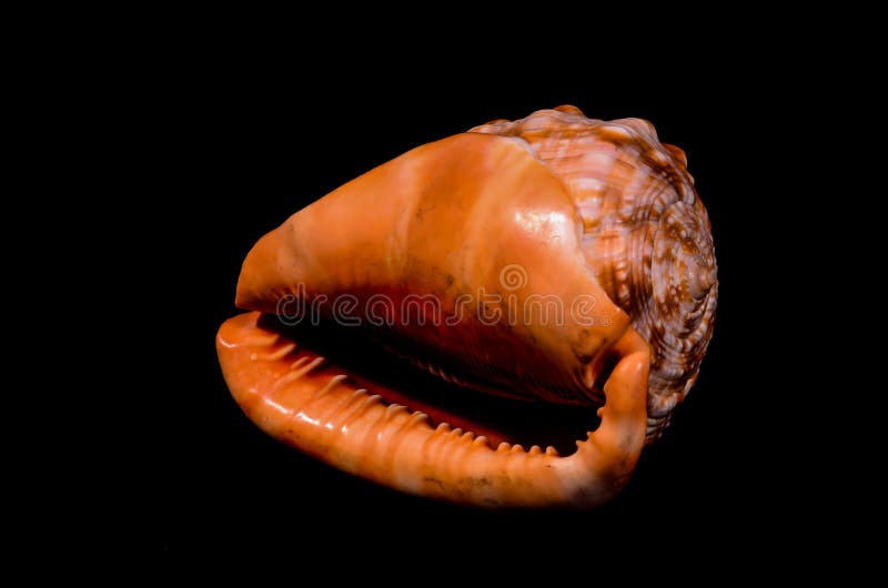 Orange Conch Sea Shell stock image. Image of ocean, marine - 47302565