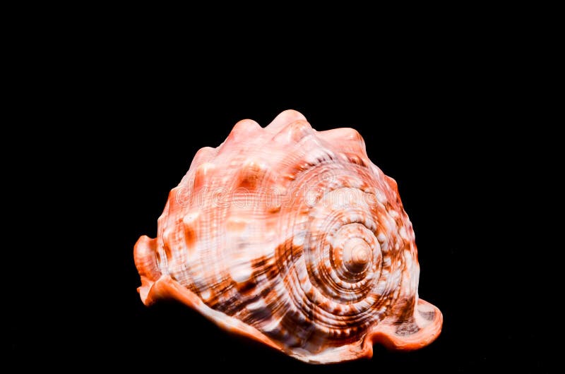 Orange Conch Sea Shell stock image. Image of ocean, marine - 47302565