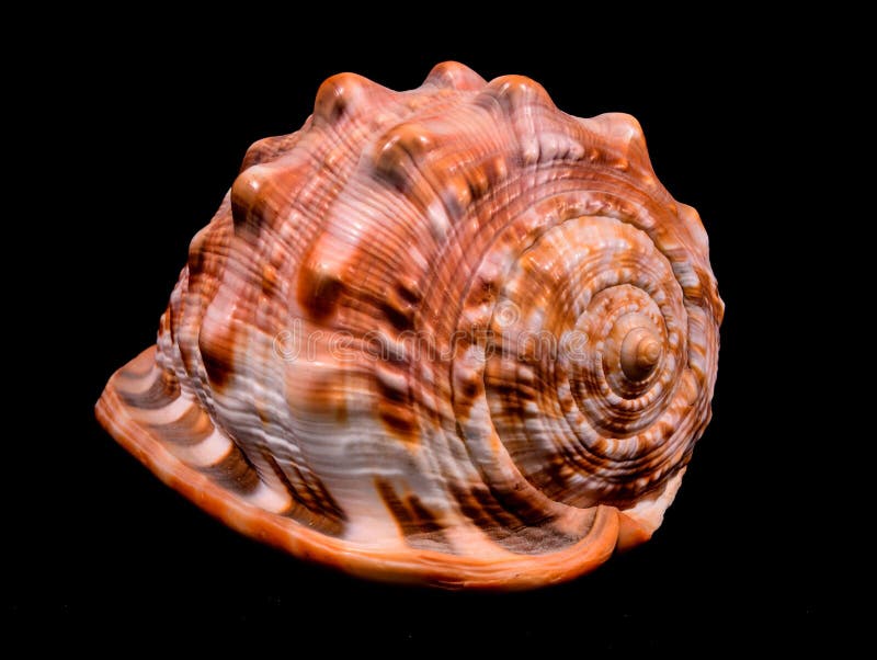 Orange Conch Sea Shell stock photo. Image of mollusk - 243564978