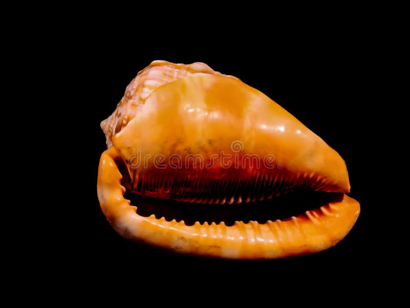 Orange Conch Sea Shell stock image. Image of shell, macro - 243501559