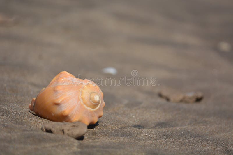 Orange Conch Sea Shell stock image. Image of shell, macro - 243501559