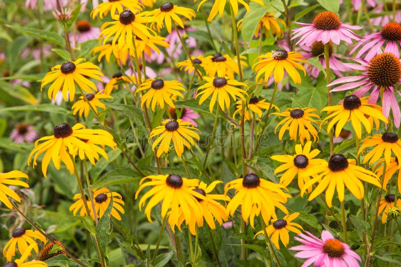 Orange coneflower stock photo. Image of botanic, plant - 64918092