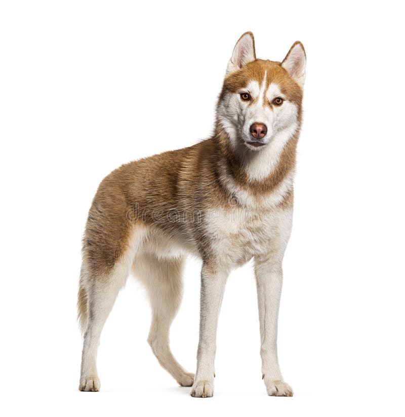 Orange Copper Siberian Husky Standing and Looking at the Camera ...