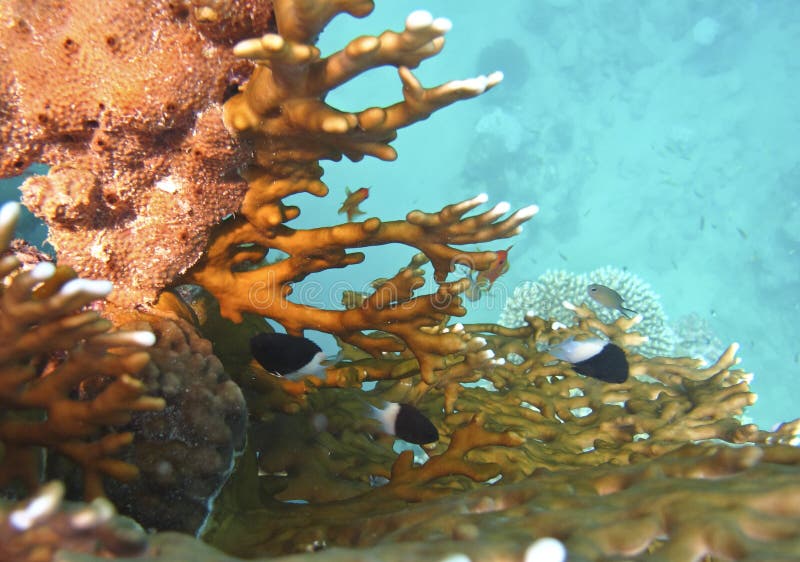 The Orange Coral stock photo. Image of marine, life, orange - 27370922