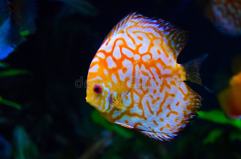 Orange coral reef fish stock photo. Image of aquatic - 191271958