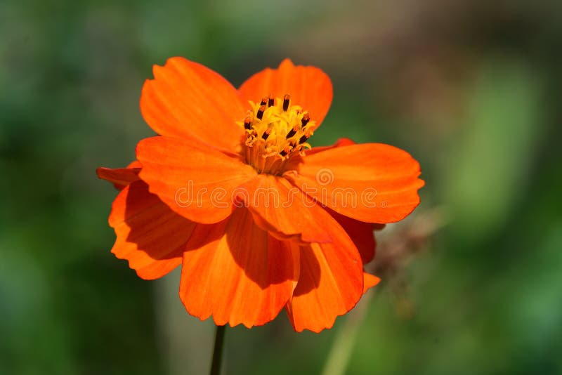 Orange coreopsis stock photo. Image of flora, macro - 134364768