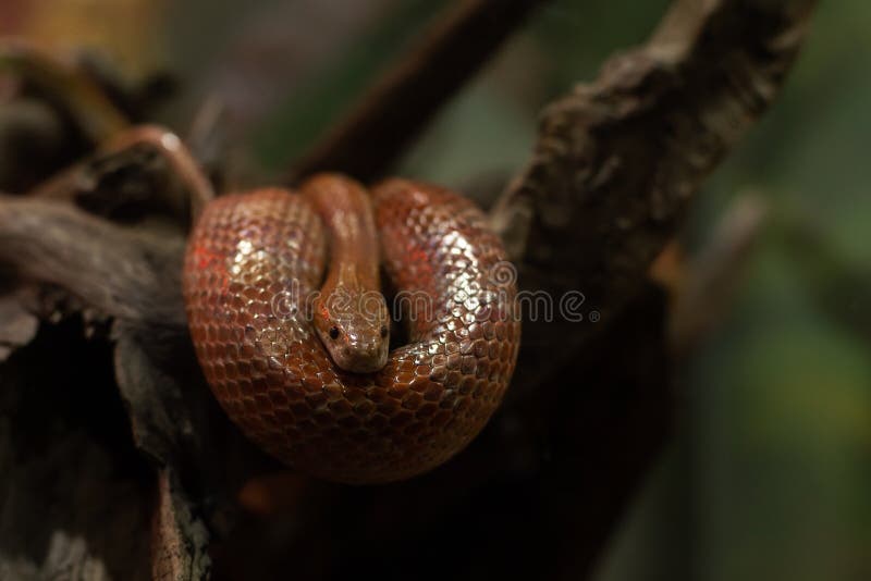 Snake Wrapped Around Stick Stock Photos - Free & Royalty-Free Stock ...