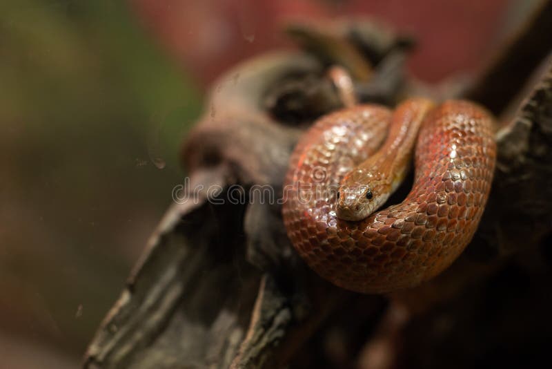 Corn Snake Container Stock Photos - Free & Royalty-Free Stock Photos ...