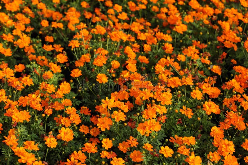Orange Cosmos Flower stock image. Image of colorful, blooming - 17333737