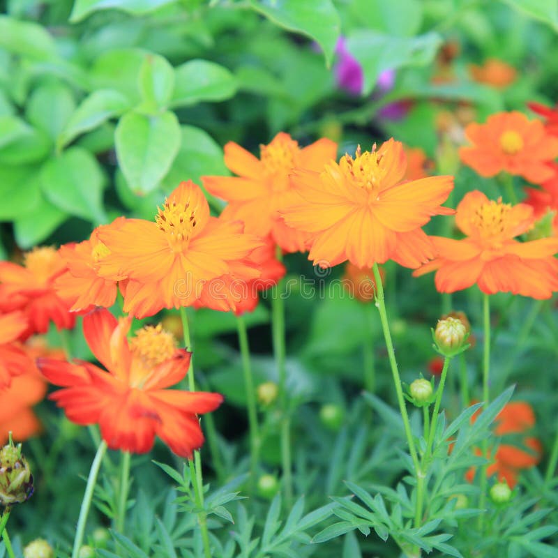 Orange cosmos flower stock image. Image of outdoor, freshness - 40795949
