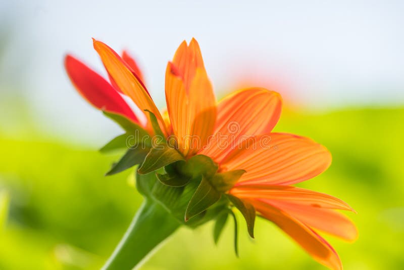 Orange Cosmos Flower Side View Stock Image - Image of beautiful, floral ...