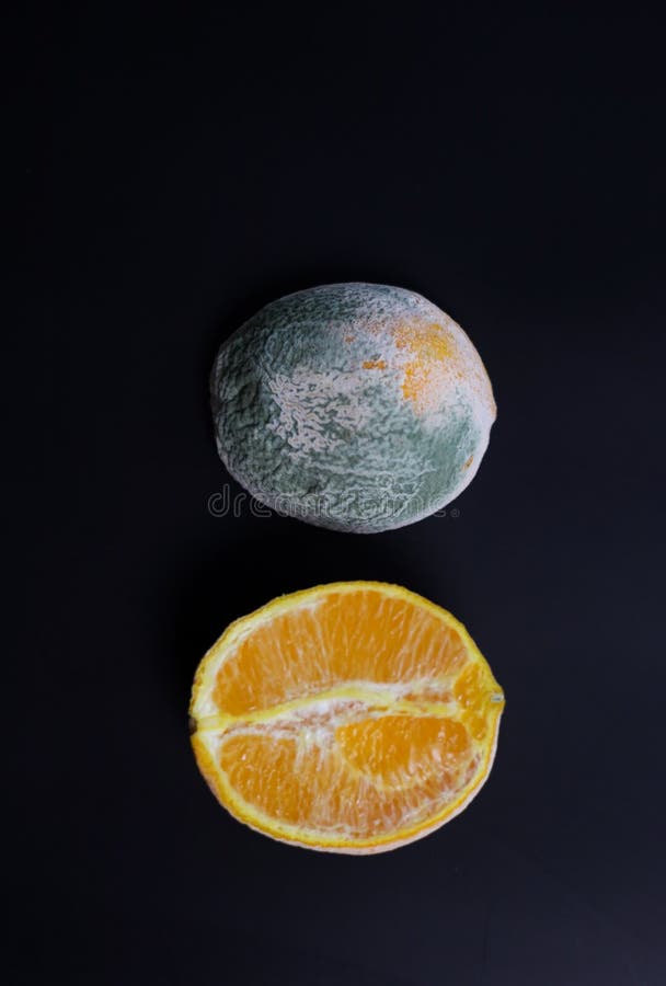 Orange Covered with Mold on a Black Background Stock Image - Image of ...