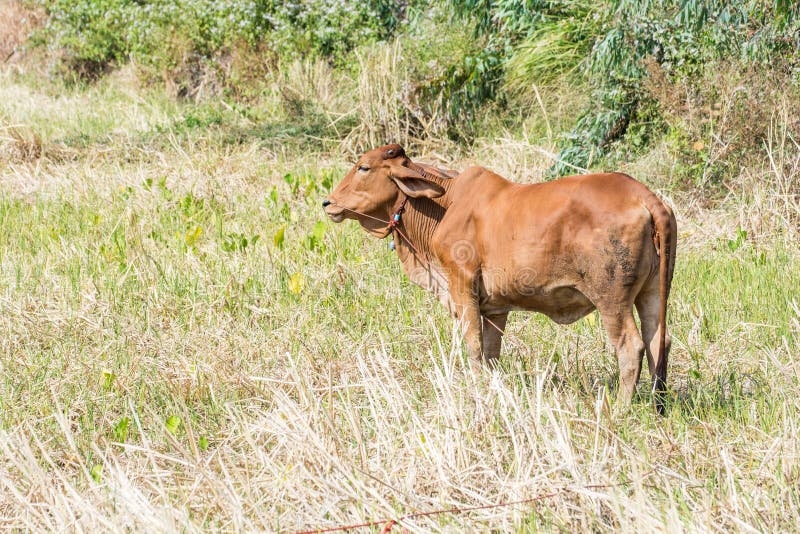 Orange cow in cornfield stock image. Image of farm, nature - 38189213