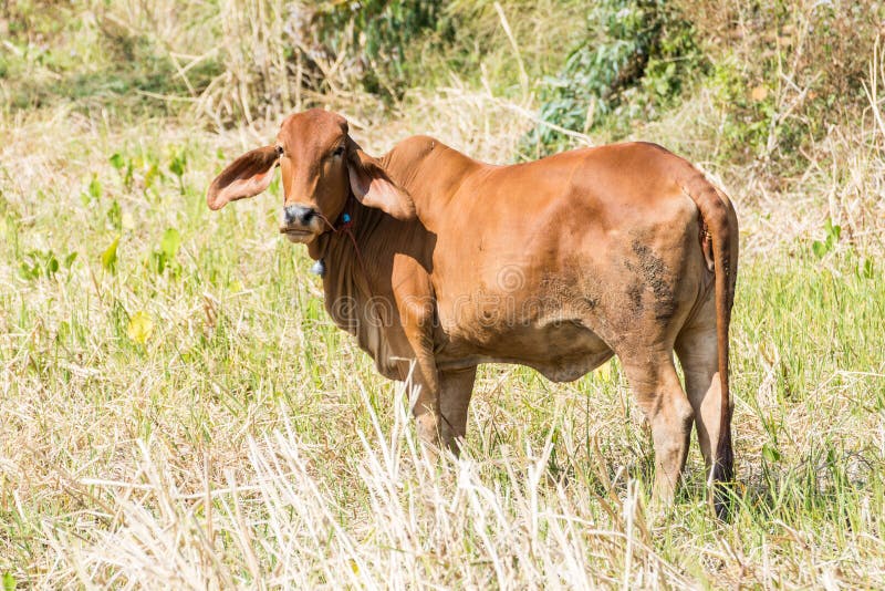 Orange cow in cornfield stock image. Image of horizon - 38128221