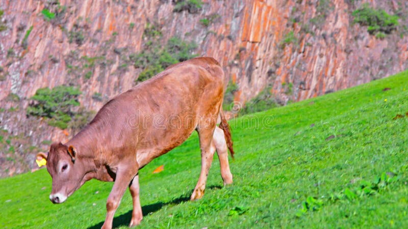 Orange Cow is Grazing and Descending on Green Mountain Slope Under the ...