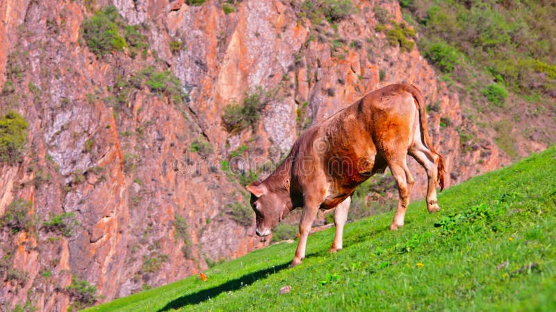 Orange Cow is Grazing and Descending on Green Mountain Slope Under the ...
