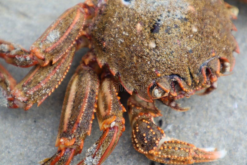Orange Crab on Beach stock image. Image of marine, sandy - 123617295