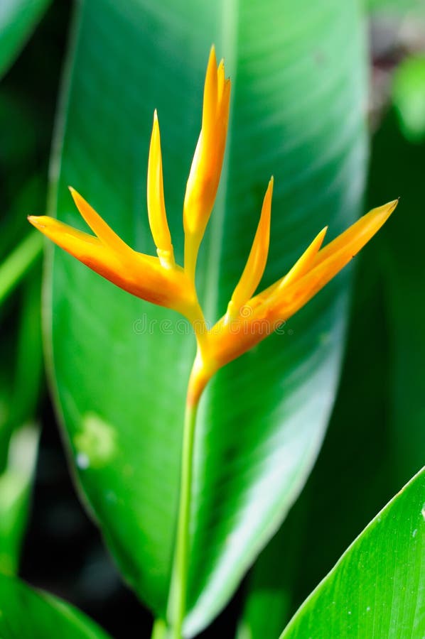 5,485 Crane Flower Stock Photos - Free & Royalty-Free Stock Photos from ...