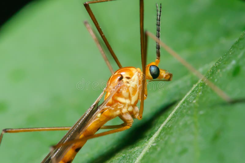Orange Crane Fly on a Green Background Stock Photo - Image of closeup ...