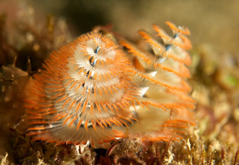 Fire Worm stock image. Image of invertebrates, aqua, seaweed - 21388197