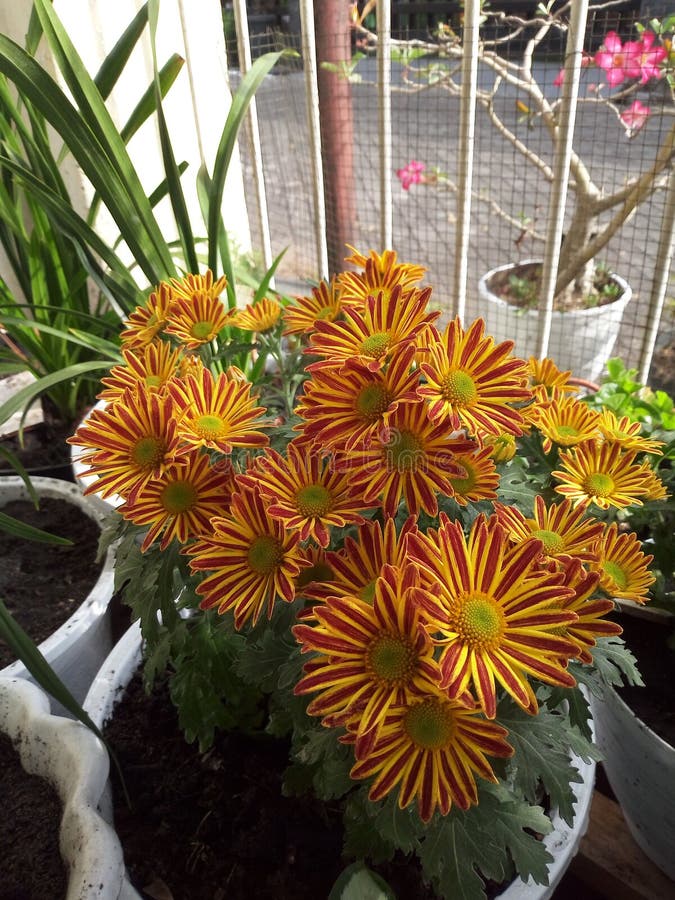 Orange Crisant flower stock image. Image of orange, colour - 253234465