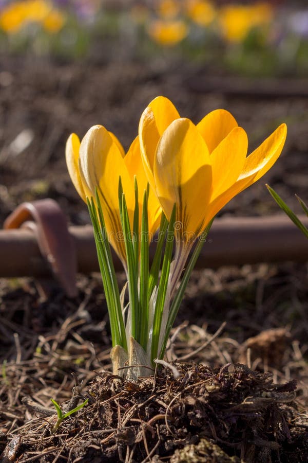 Orange Crocus Blooms in the Spring. Stock Photo - Image of floral ...