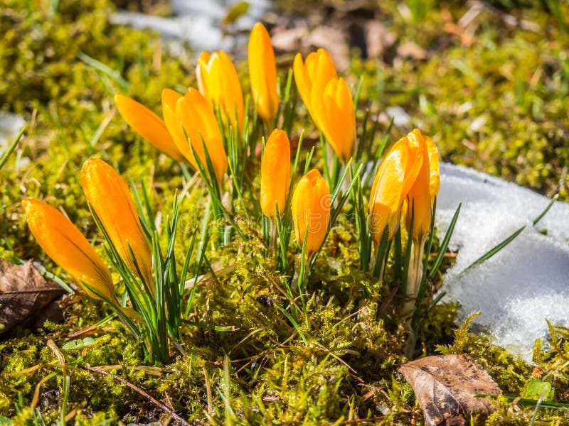 Orange crocuses stock image. Image of blossom, spring - 176333123