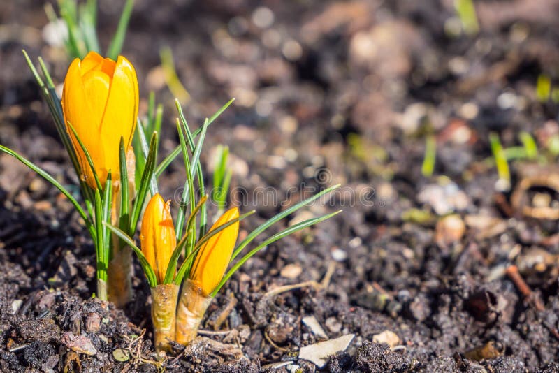 Orange crocuses stock image. Image of blossom, spring - 176333123