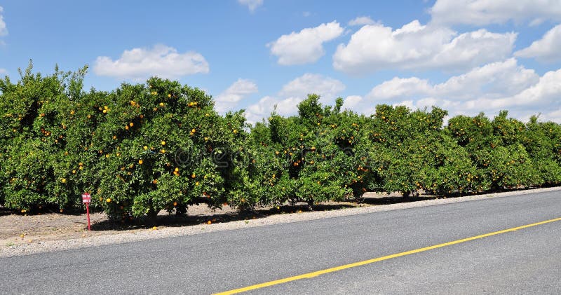 Orange crop stock image. Image of garden, road, california - 20487681