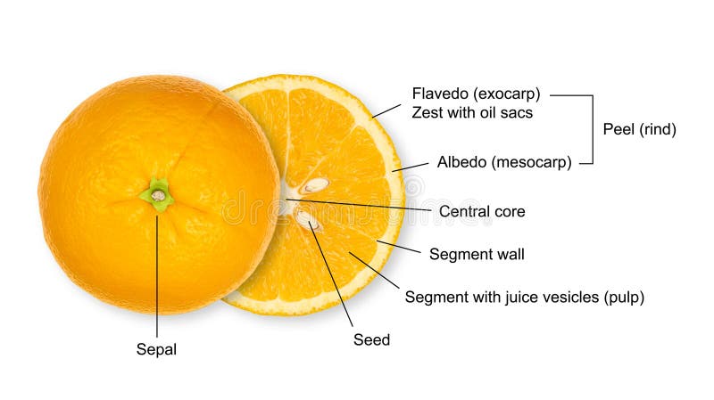 Structure of an Halved Orange, Cross Section of a Citrus Fruit, with ... Structure of an Halved Orange, Cross Section of a Citrus Fruit, with ...