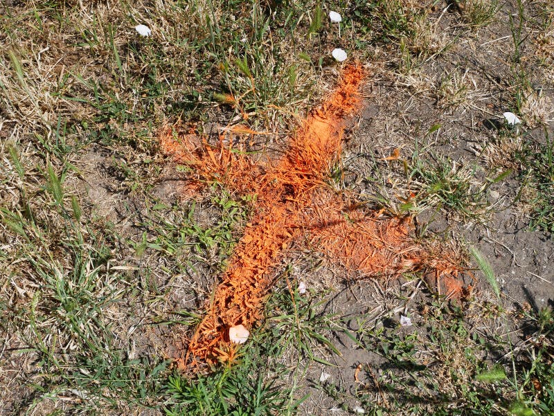 Orange Cross Section stock photo. Image of fruit, vitamin - 4342116