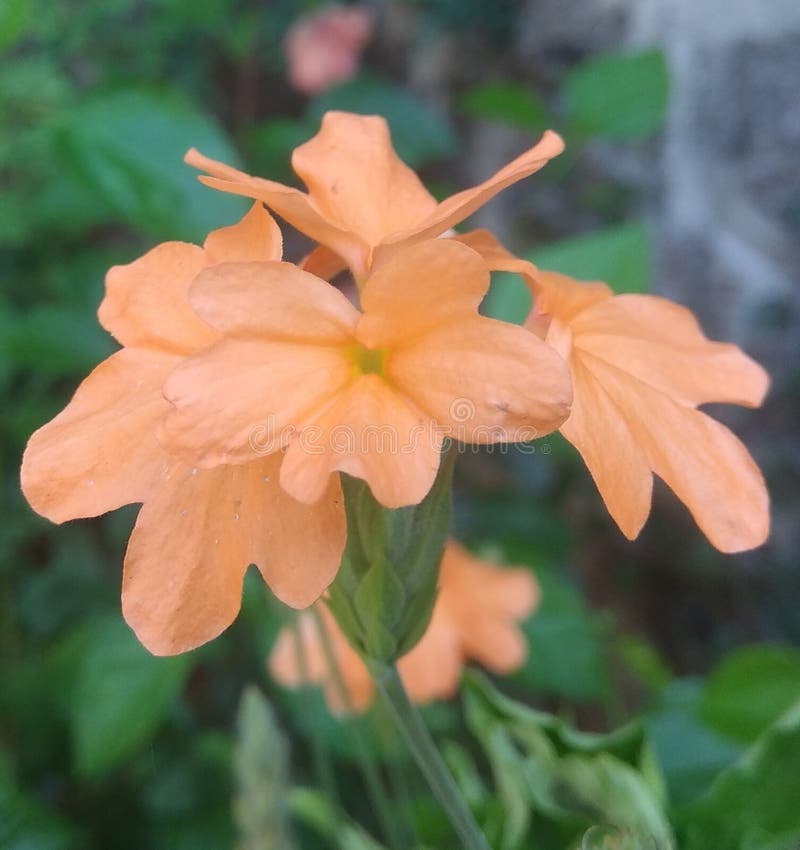 Orange Crossandra Flower Bunch in Garden Stock Photo - Image of orange ...