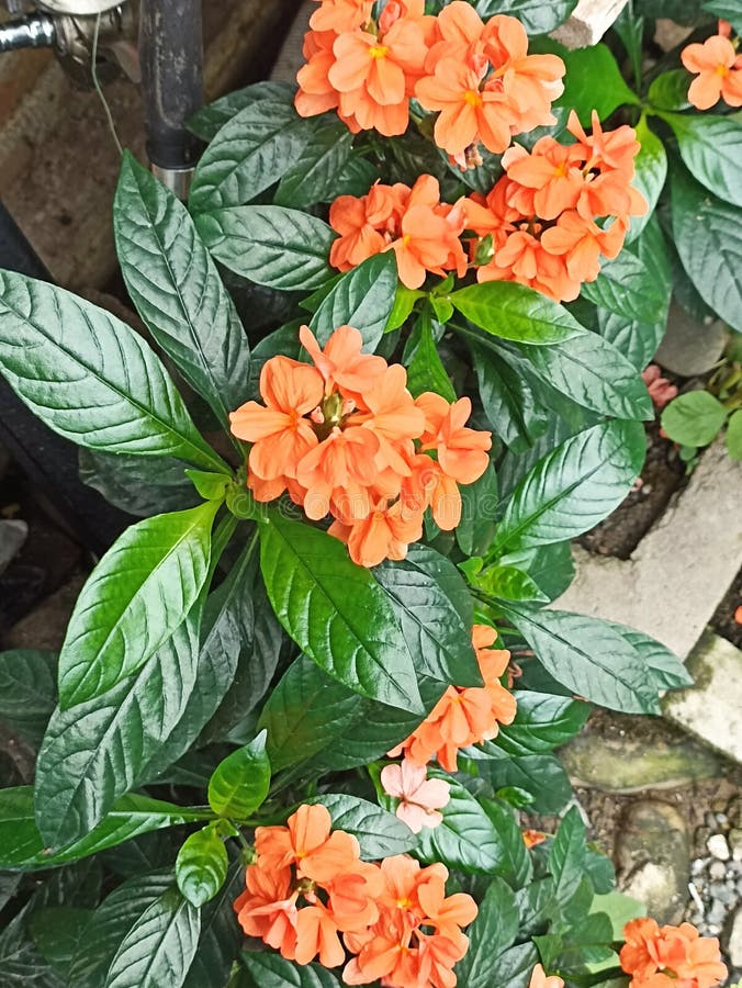 Orange crossandra flower stock photo. Image of green - 253989906