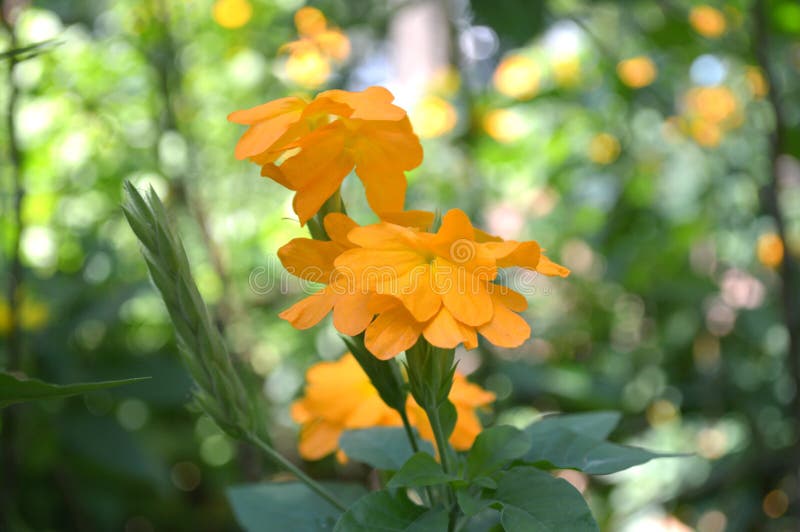 Orange crossandra flower stock photo. Image of green - 253989906