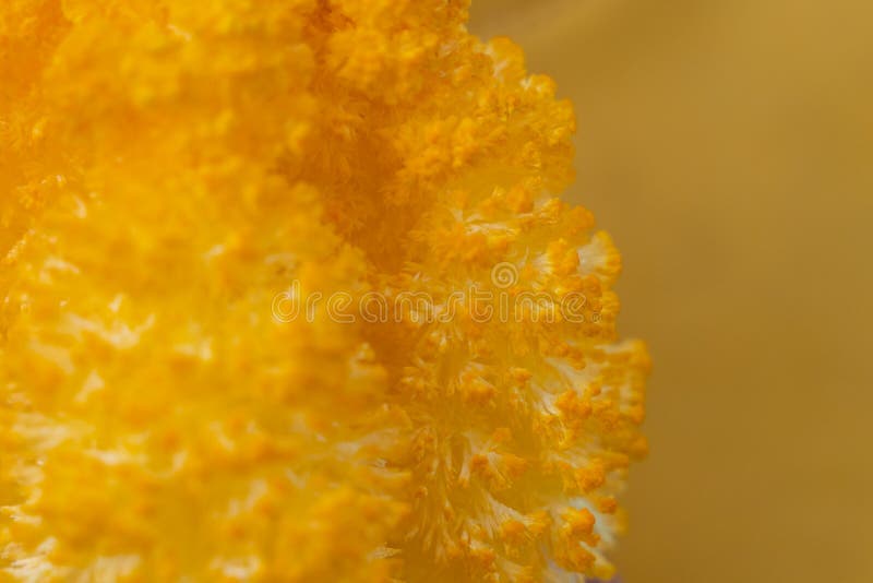 Orange Crystal with Branches of Carbamide and Polyvinyl Alcohol with ...