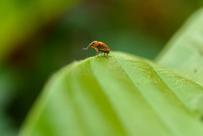 Orange Cucurbit Leaf Beetle, Pumpkin Beentle on Green Leaf Stock Photo ...