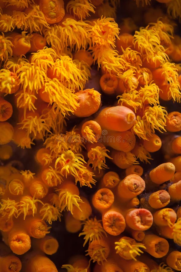 Orange Cup Coral Tubastraea Coccinea Stock Photo - Image of stony ...