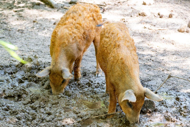 Orange, Curly Pigs Looking Food in Mud on the Farm Stock Photo - Image ...
