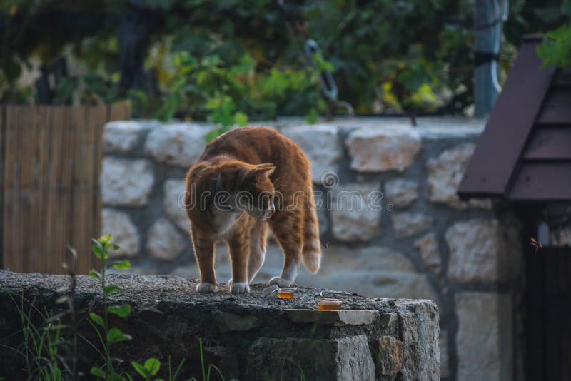 Orange Cat Looking at the Wasp Stock Photo - Image of outdoors, nature ...
