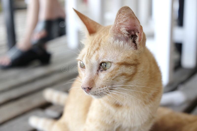 Orange Cute Cat - Soft Focus Stock Image - Image of head, adorable ...