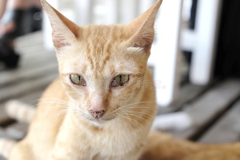 Orange Cute Cat - Soft Focus Stock Photo - Image of beauty, lazy: 60290968