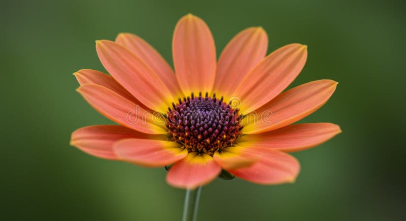 Orange Daisy Flower Close Up Stock Illustration - Illustration of bright, plant: 384229933
