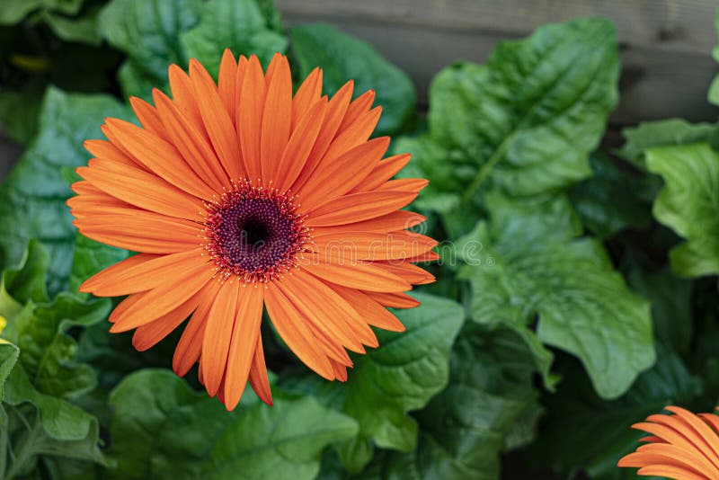 Orange daisy flower stock image. Image of blossom, beautiful - 276045501