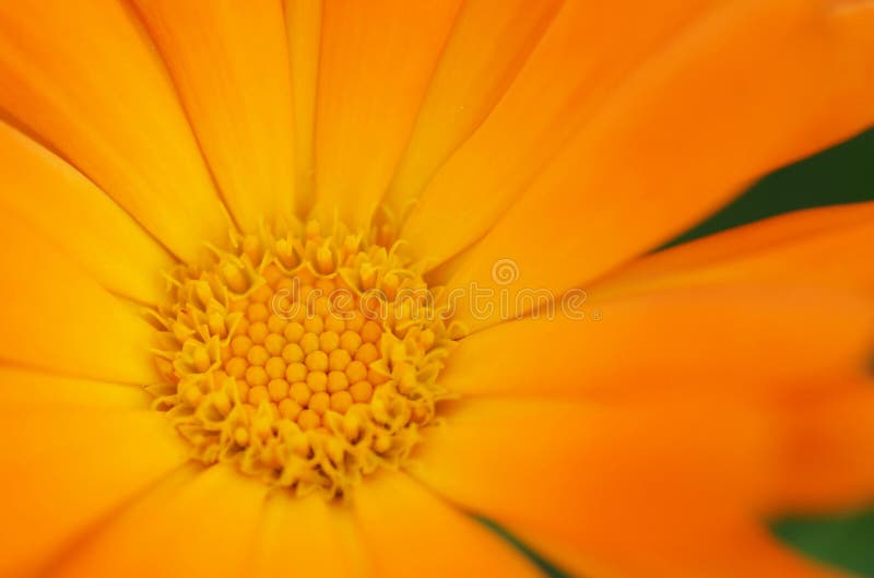 Orange Daisy Flower Inside Detail. Macro Stock Image - Image of single ...