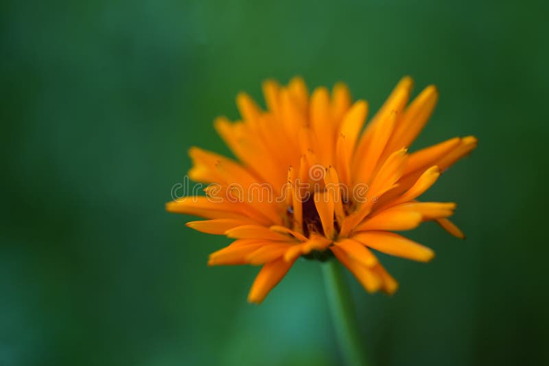 Orange daisy flower stock photo. Image of daise, wildflower - 257941416